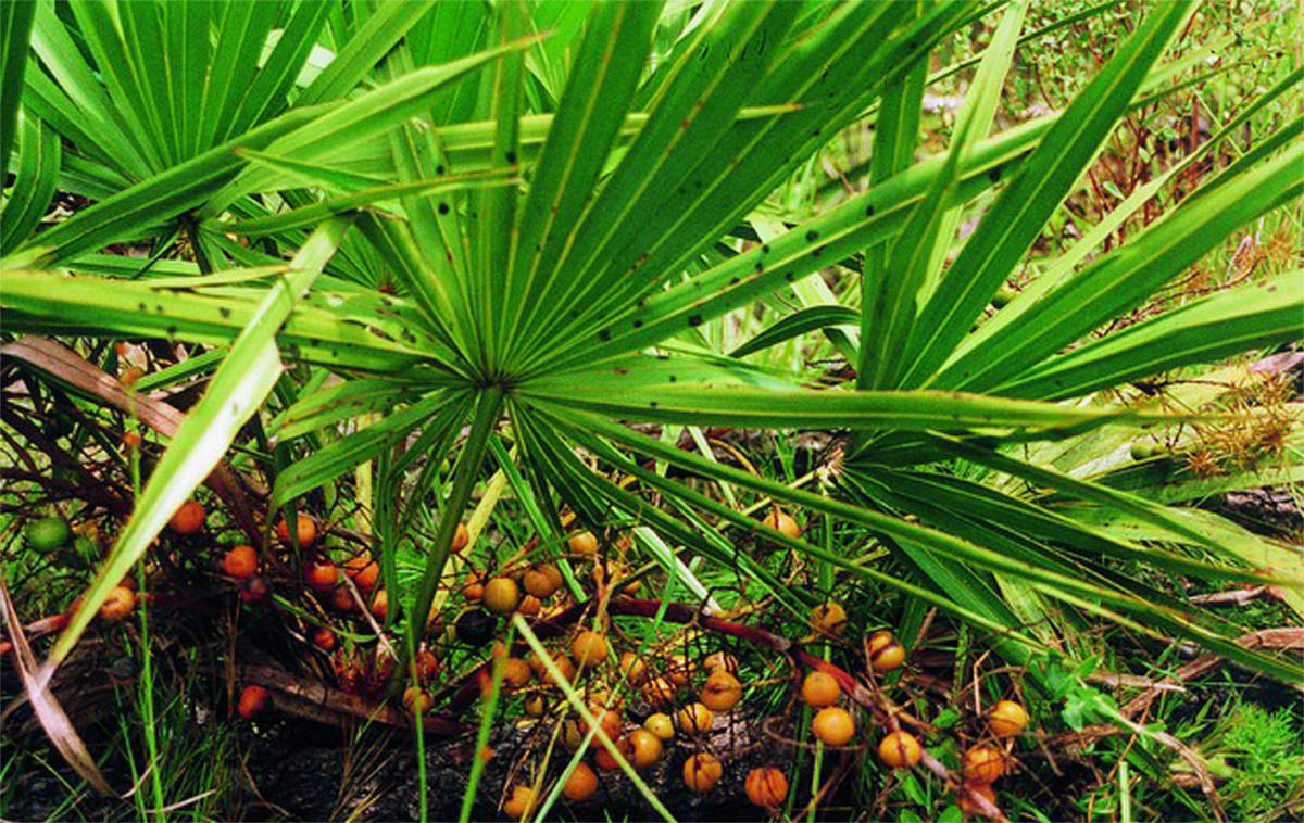 Saw Palmetto: Το βότανο για την καλή υγεία του προστάτη - Βοτανολόγιο